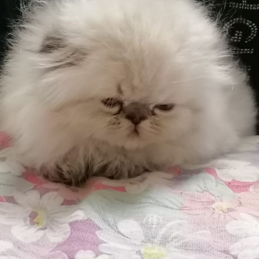 Белое шотландское облачко