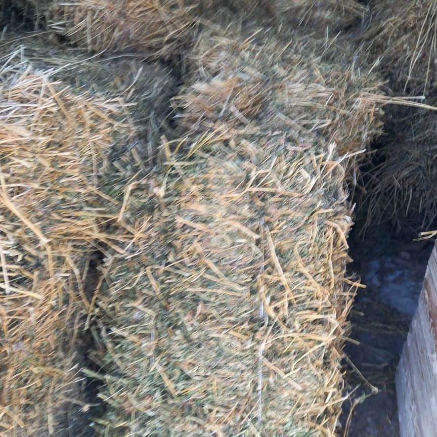 Сено люцерны в тюках