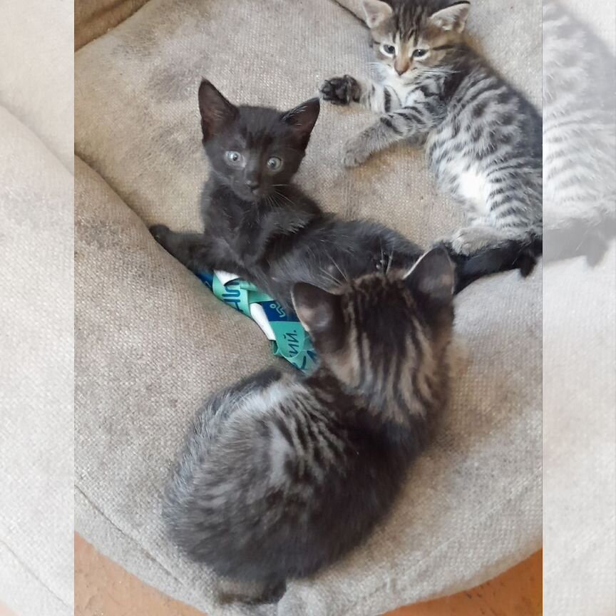 Мальчишки и девчонки