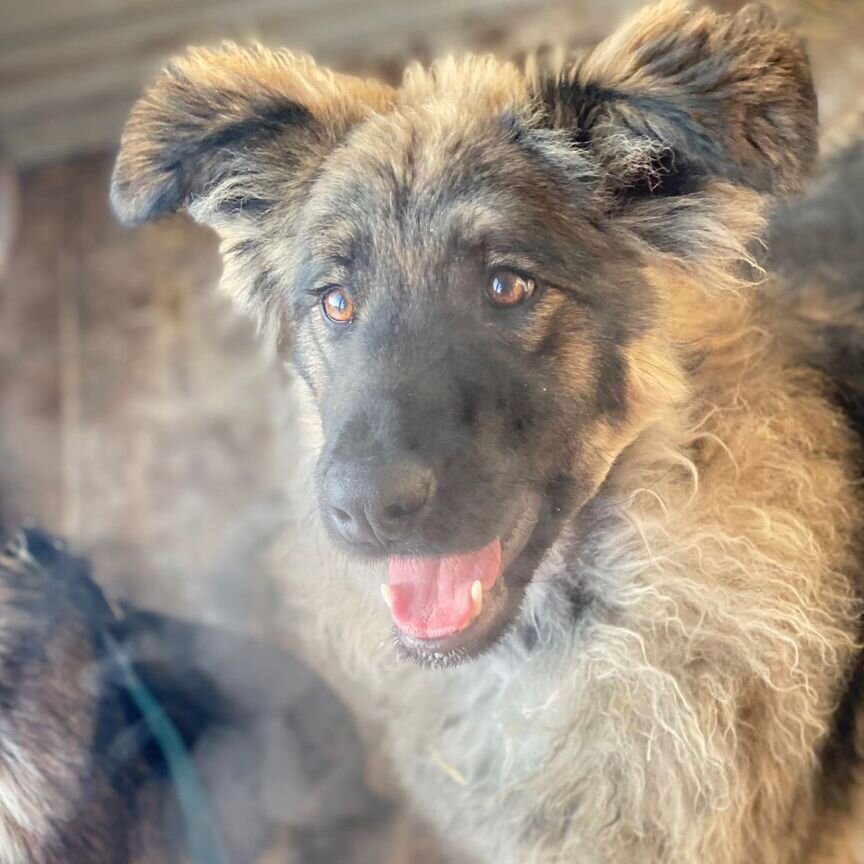 Немецкая овчарка, щенок