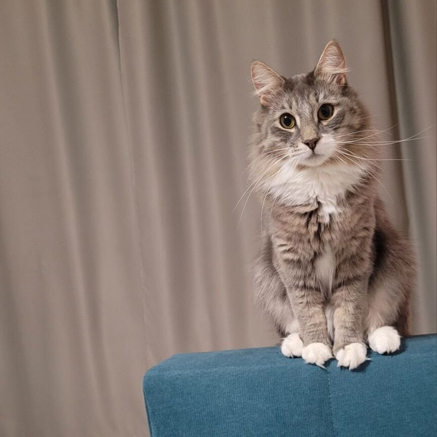 Котик "Кузьма" в добрые и заботливые руки