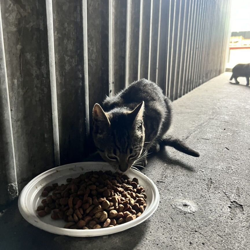 Котята в добрые руки бесплатно