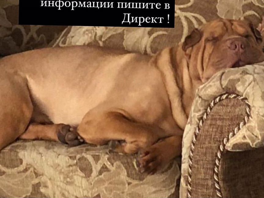 Шарпеи отец и сын