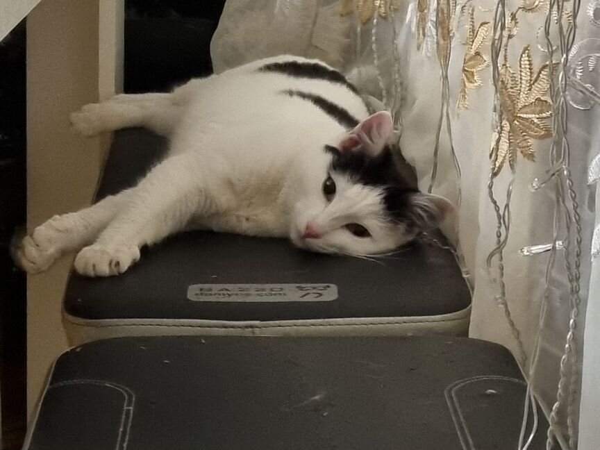 Кошечка милая