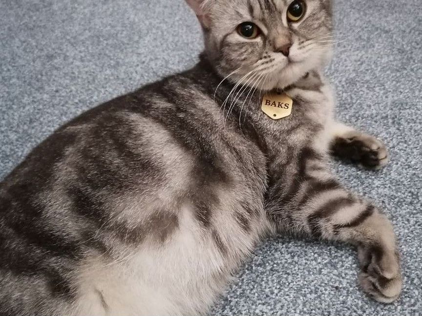 Шотландская прямоухая кошка