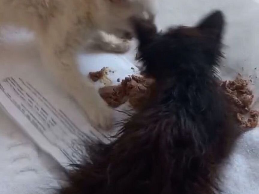 Котятам не где жить