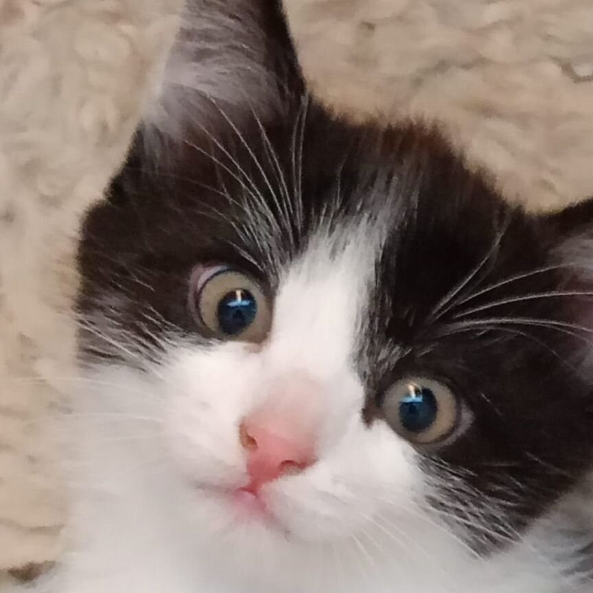 Чудесные котята ищут добрые ручки