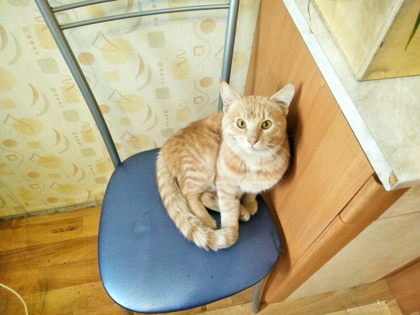 Молодой Котик в добрые руки