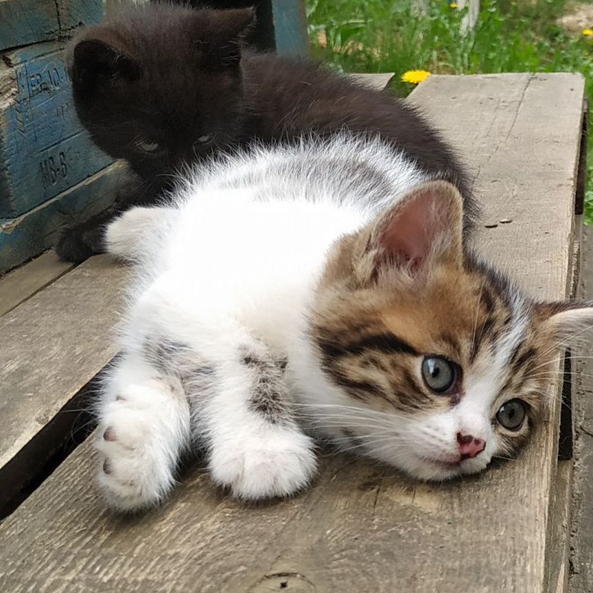 Котёнок в добрые руки