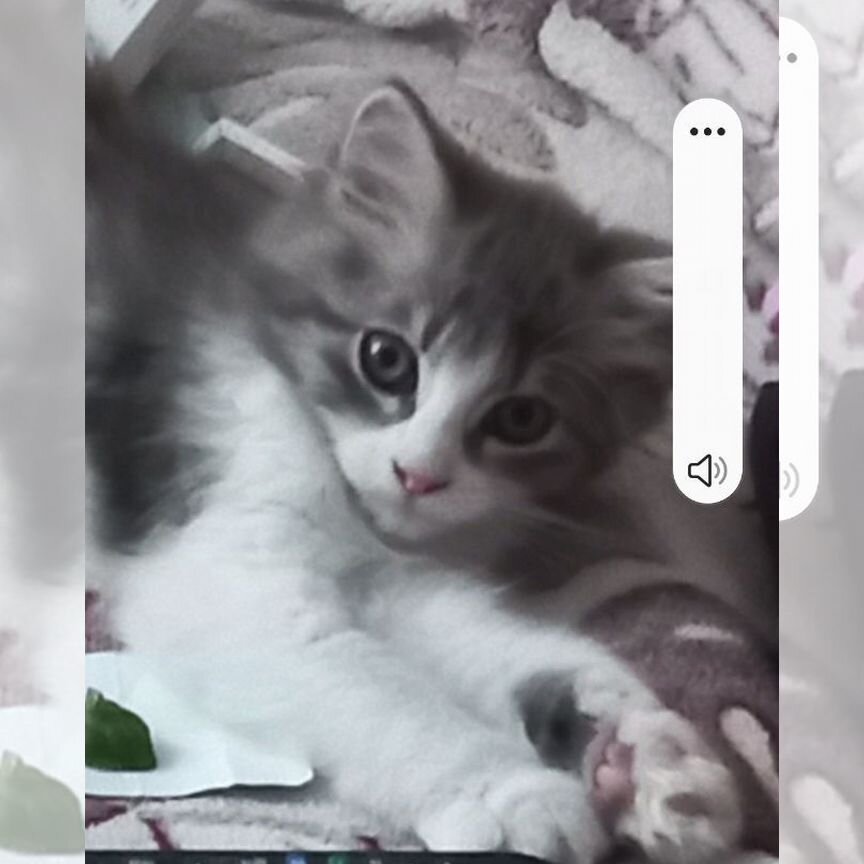 Отдадим котенка, мальчика в хорошие руки