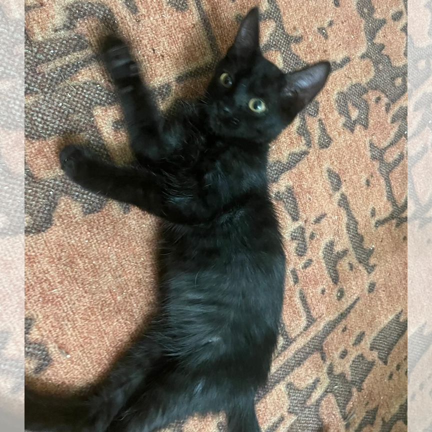 Отдам бесплатно, полубританского чёрного котёнка
