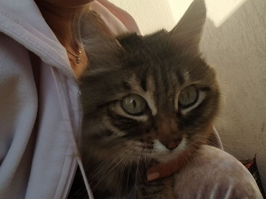 Кошечка молодая