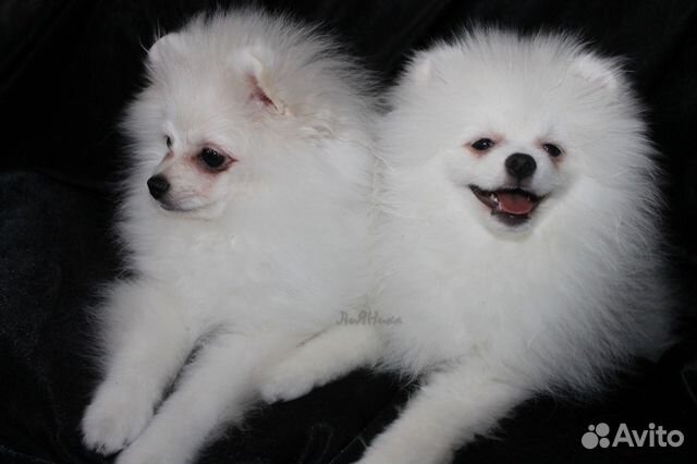 Шпиц. Щенок. белый