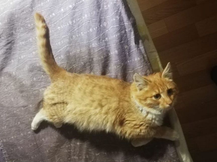 Рыжему котёнку нужен дом
