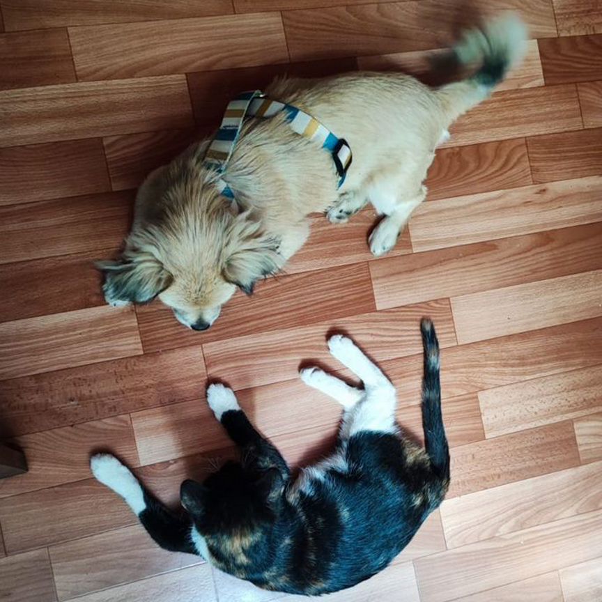 Щенок, метис чихуахуа в хорошие руки