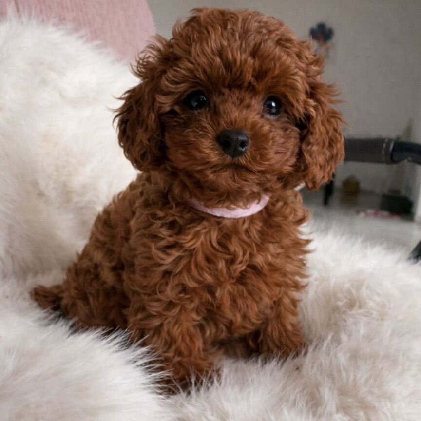 Той-пудель, щенок