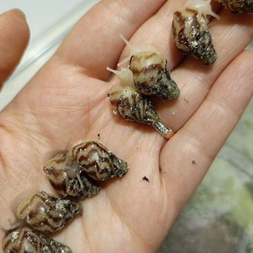 Улитка ахатины ретикулята Доставка