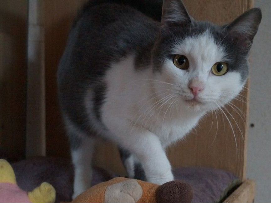 Котик