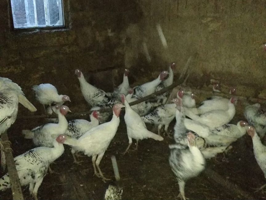 Индюки домашние