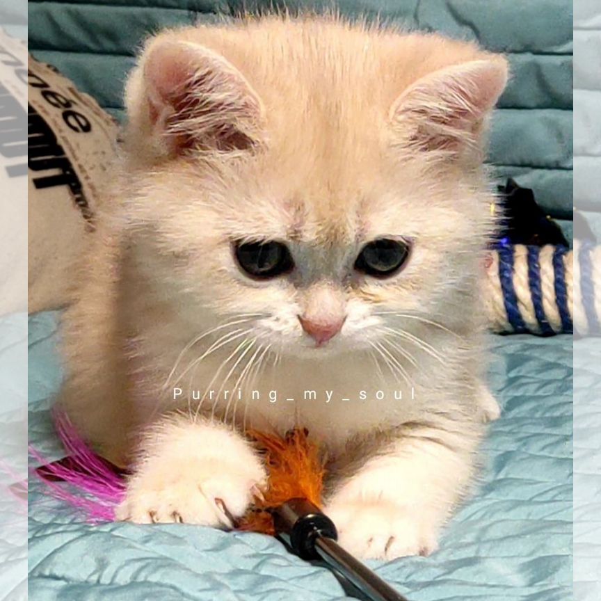 Голубая золотая шиншилла,ay11(12) голубое золото