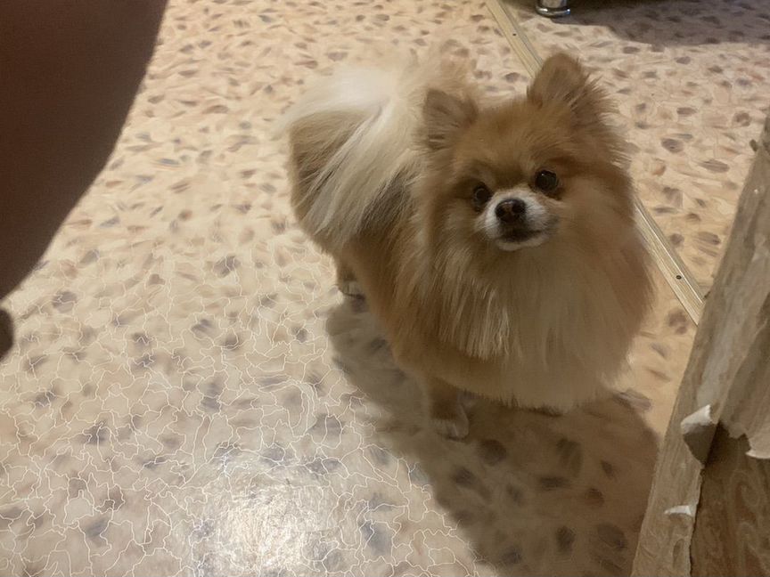 Собака Шпиц