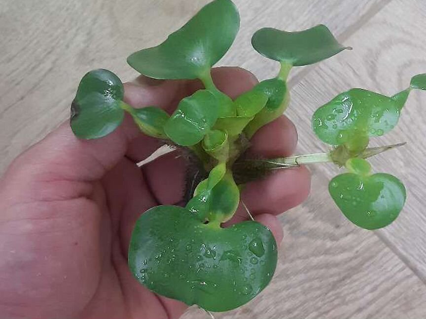 Эйхорния (водный гиацинт)