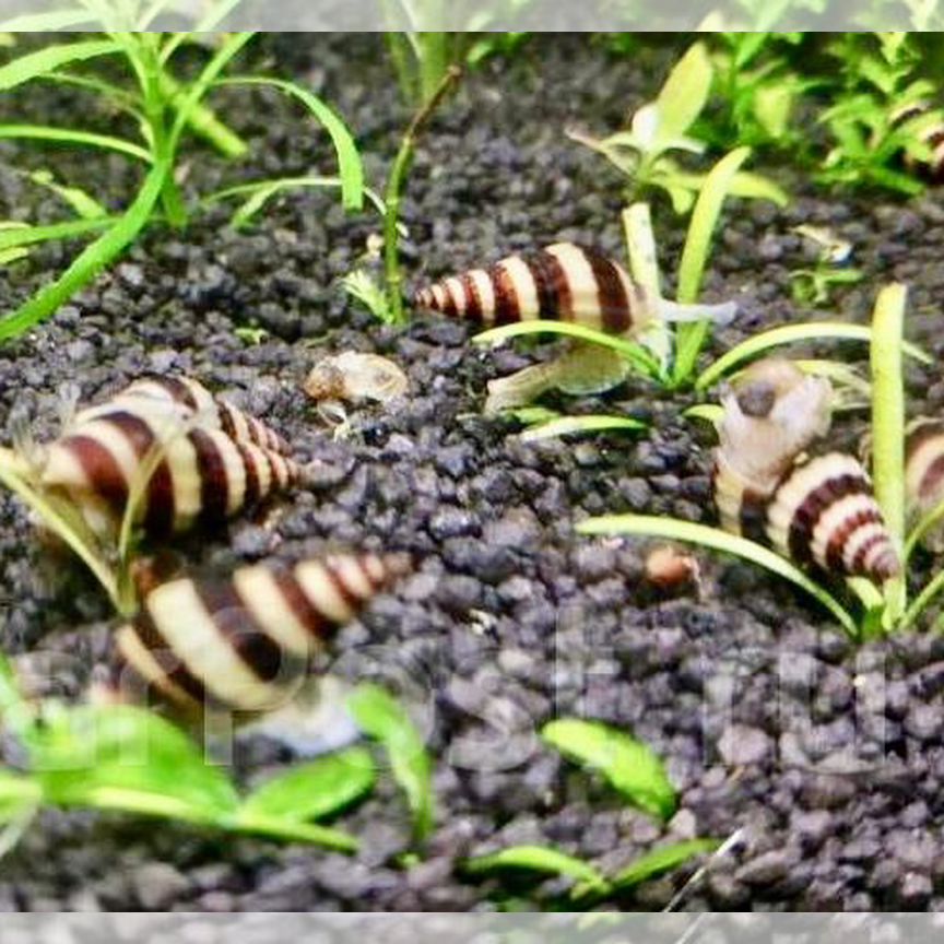 Улитка хелена