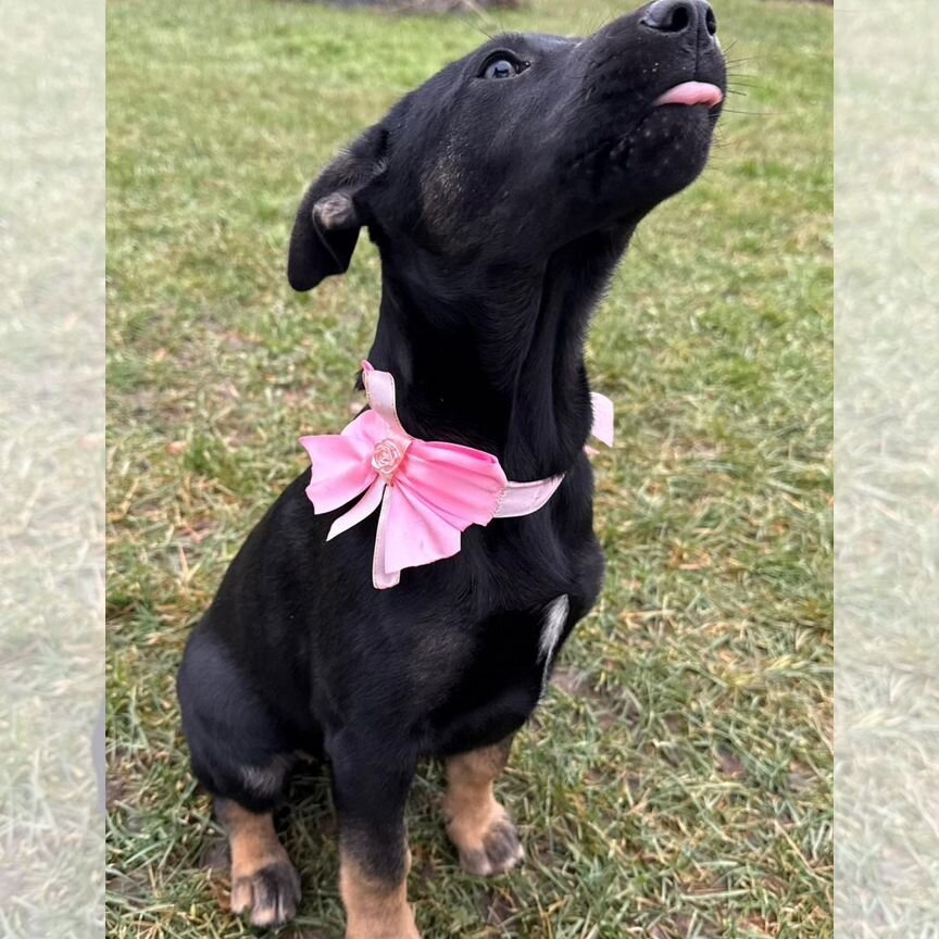 Щенок в добрые руки