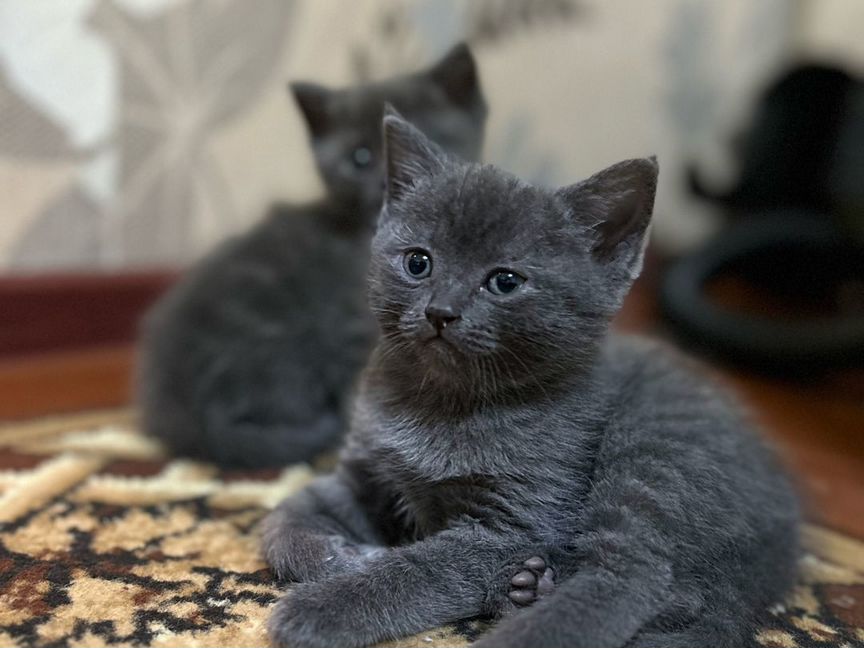 Котята в добрые руки даром бесплатно