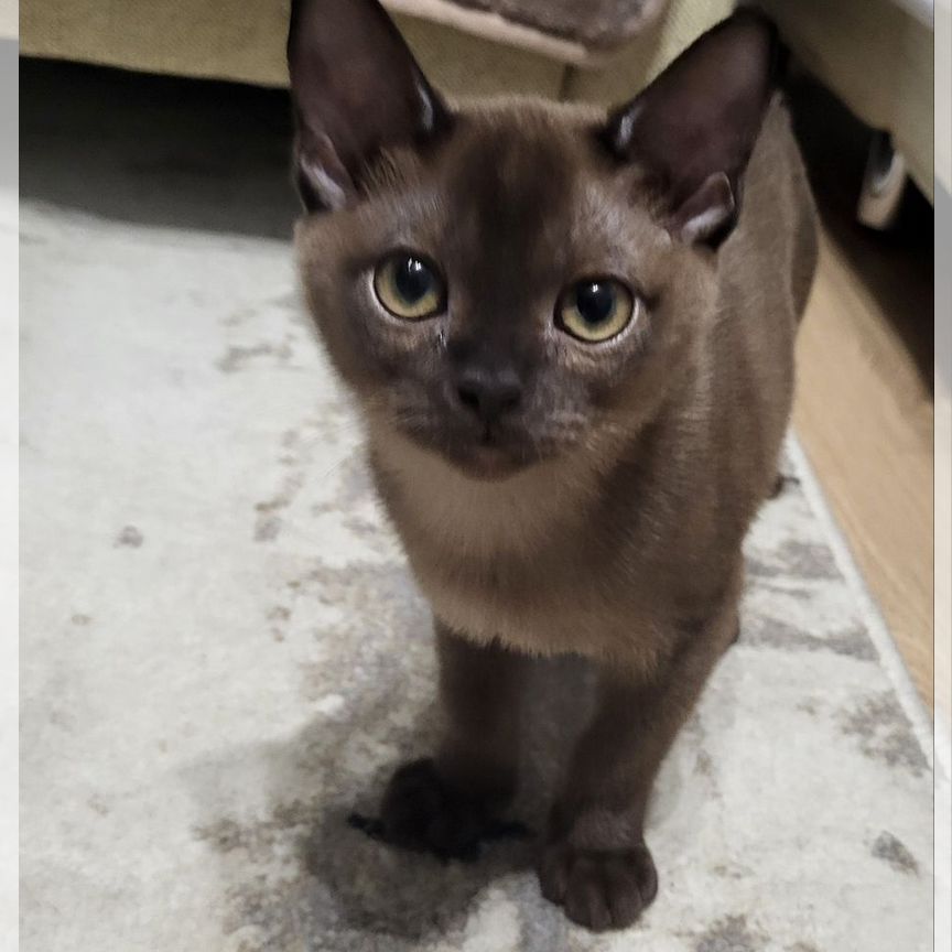 Европейский бурманский котёнок