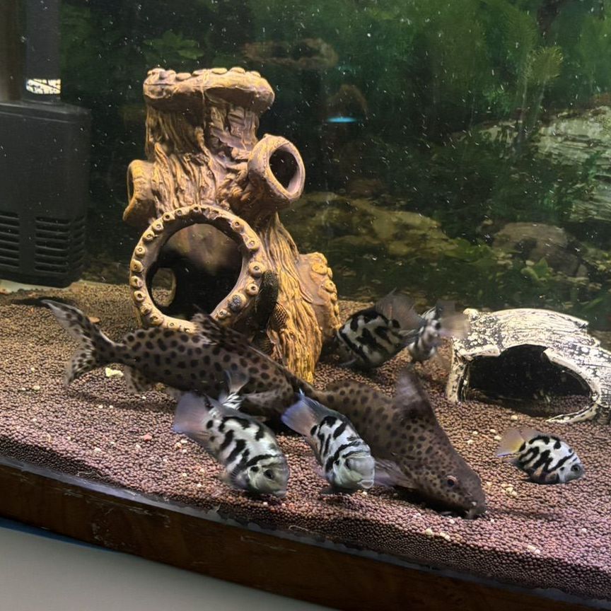 Сом синодонтис (перевертыш)