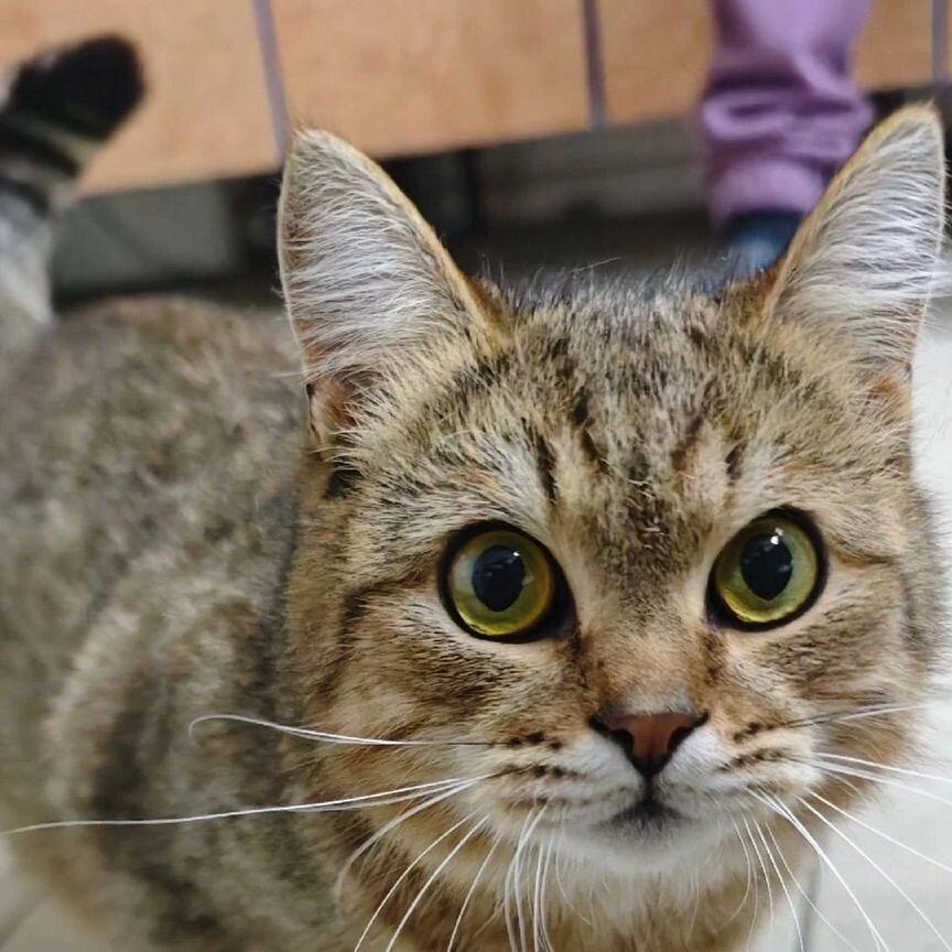 Кайфовый котик