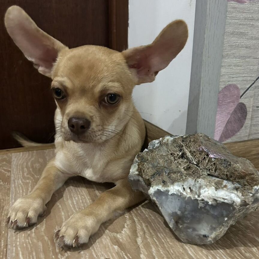 Чихуахуа, щенок