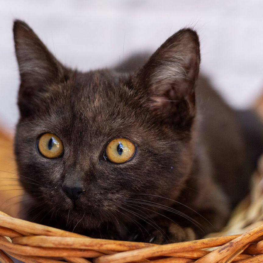 Шоколадный котенок Афина