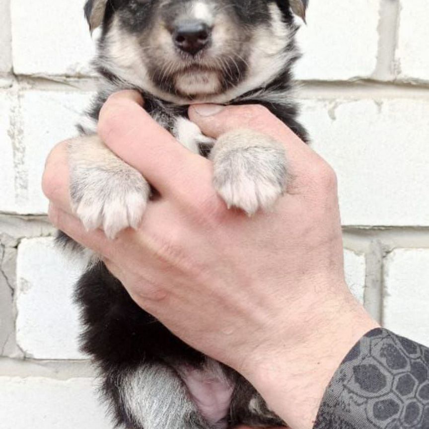 Щенки в дом, 1,5 месяца