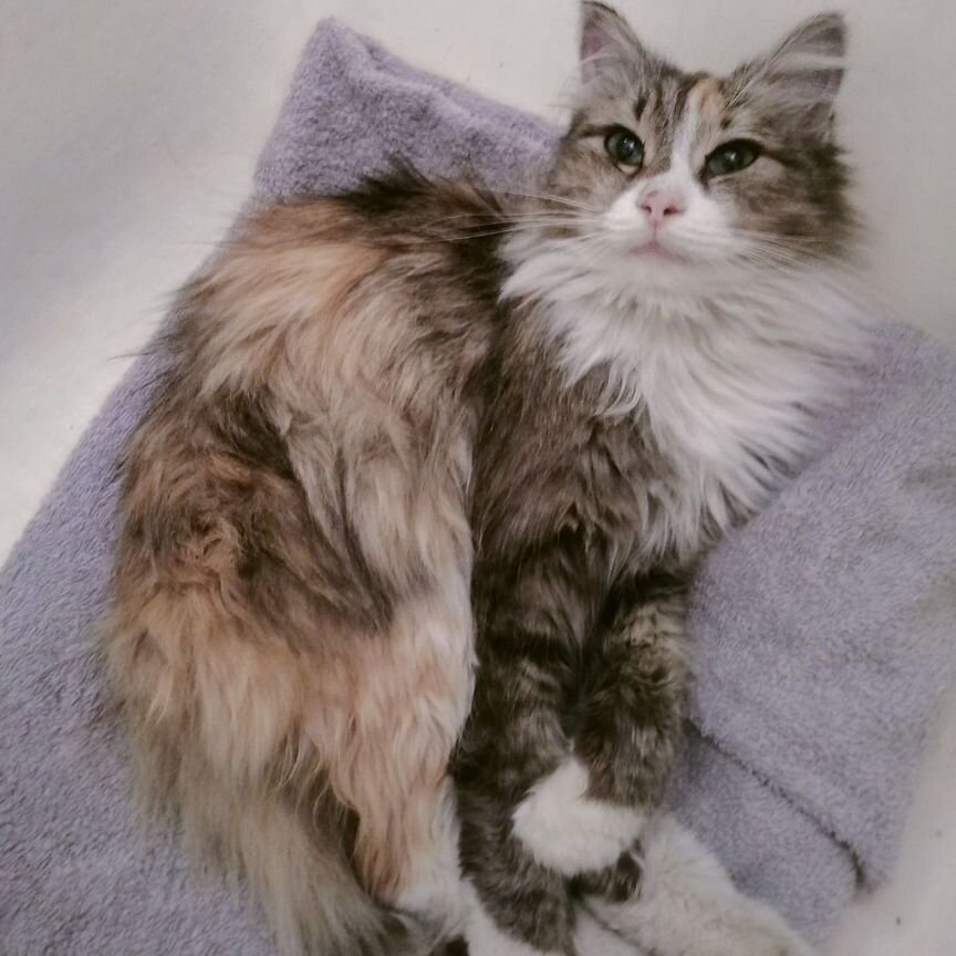 Взрослая кошка в добрые руки