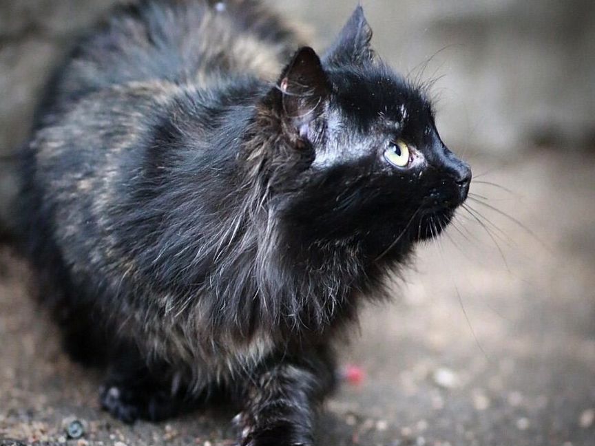 Молодая кошечка 1,5 года трехцветная, почти черная