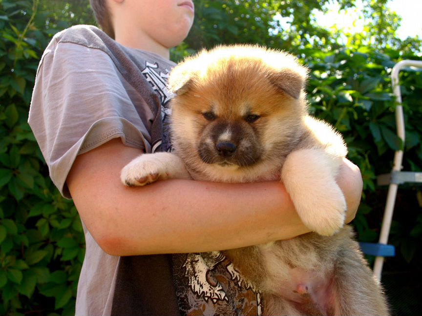 Акита Ину щенки от чемпионов РКФ