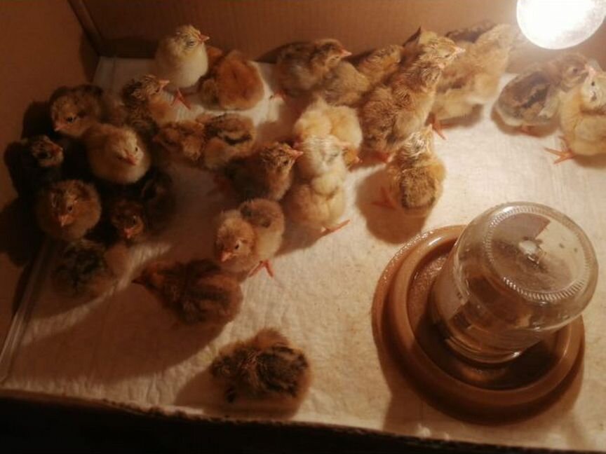Цыплята суточные кученская юбилейная