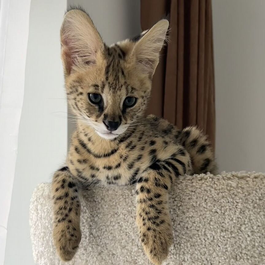 Саванна котёнок