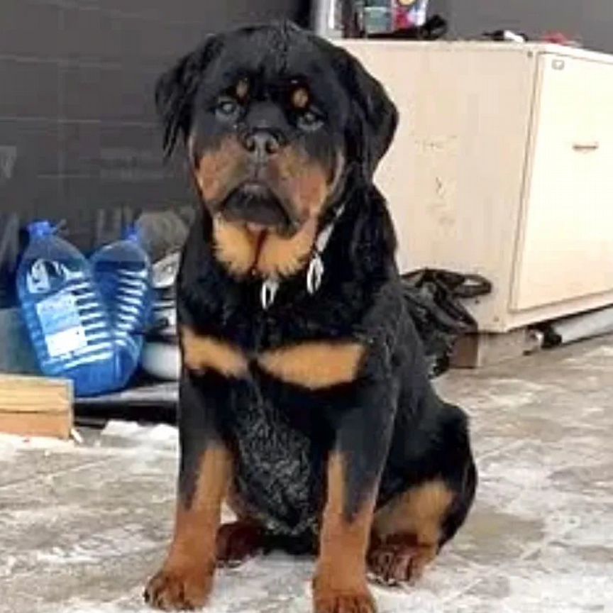 Ротвейлер, щенок