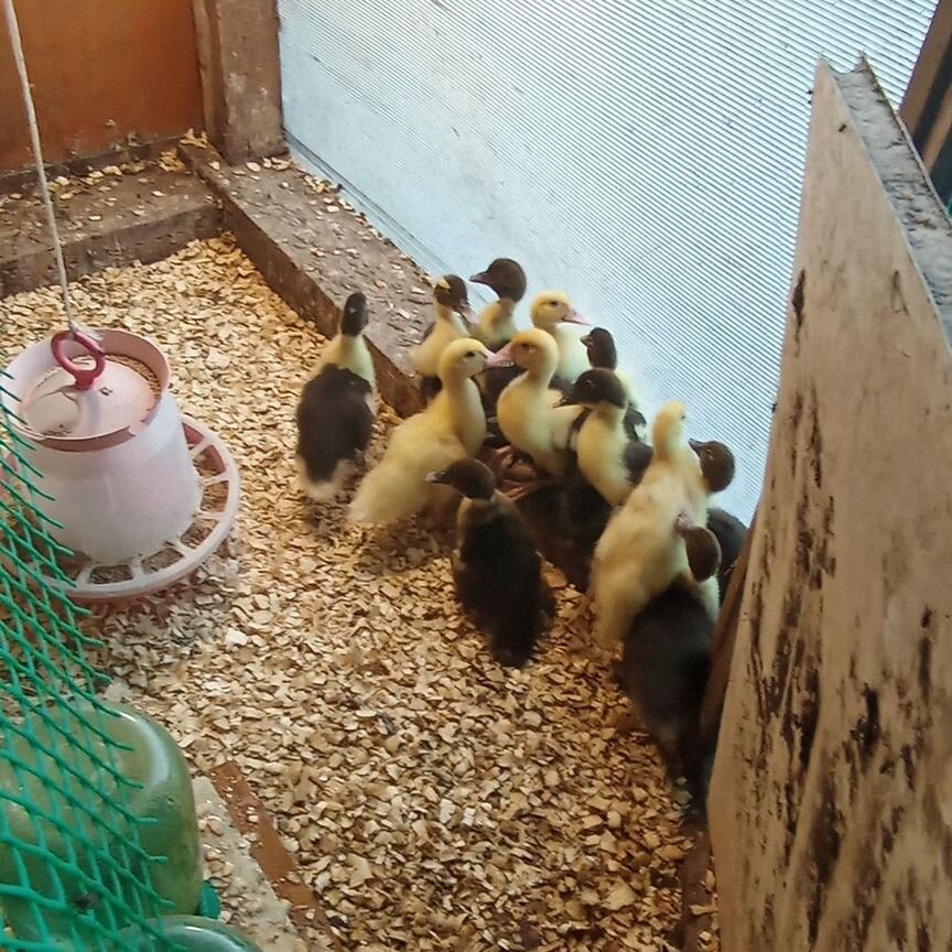 Домашняя птица