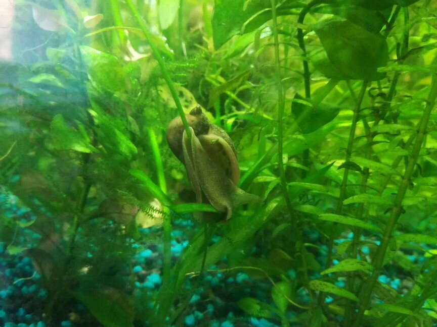 Улитки аквариумные