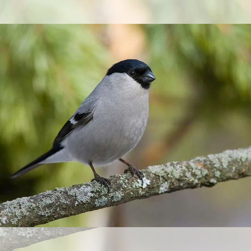Певчие лесные птицы
