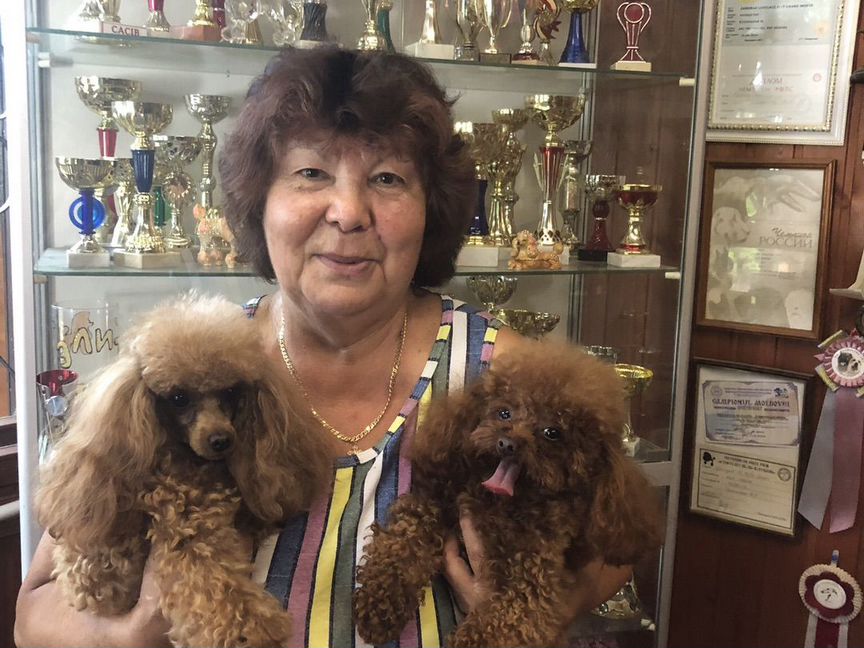 Продажа щенков той пуделя