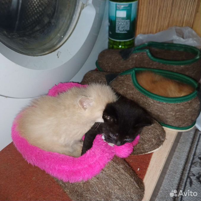 Милые котята от кошки-мышеловки