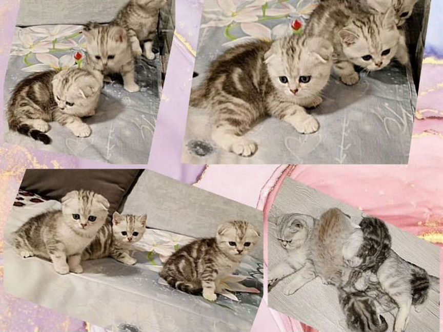 Шотландские вислоухие котята
