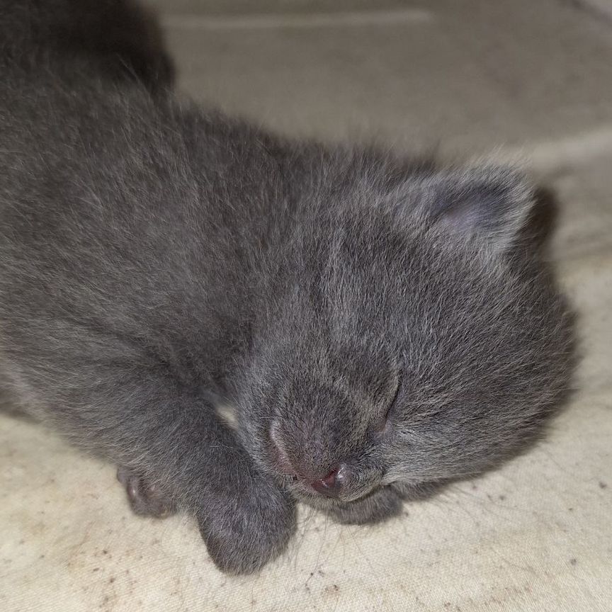 Отдам замечательных сереньких котяток