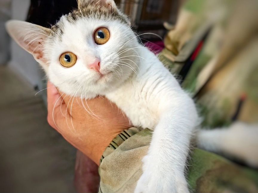 Котёнок девочка Фани