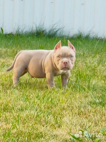 Микро Экзотик внук Pulsara